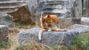 9 Possible Reasons Your Cat Is Overgrooming or Scratching