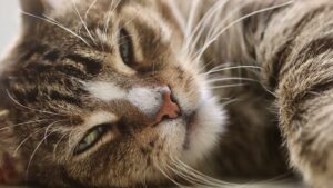 Cat Not Drinking Water: Causes, Concerns, and How to Help