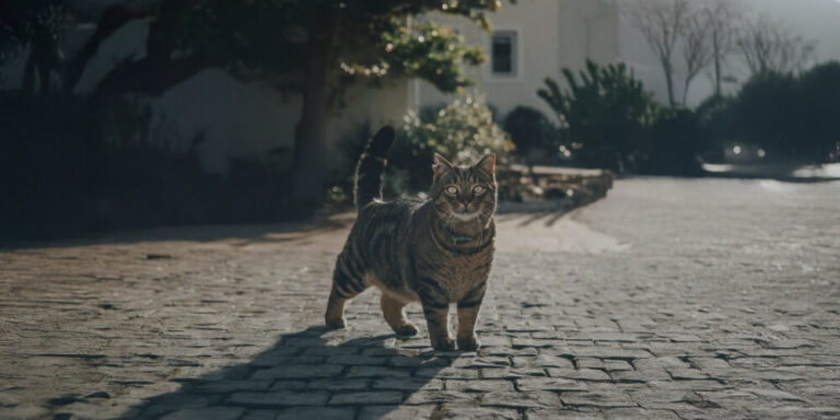 Cat Itching Explained: Early Signs of Skin or Allergy Issues