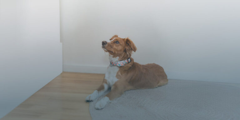 Is My Dog Depressed? Signs, Causes and What to Do