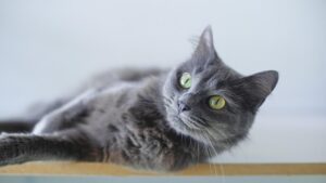 Why Is My Cat Crying Tears? Eye Discharge Explained (Vet Verified)