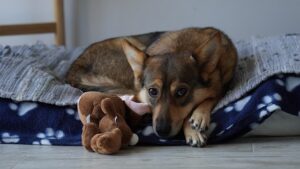 Dog Chewing Paws: Causes and Relief Tips (Vet Verified)