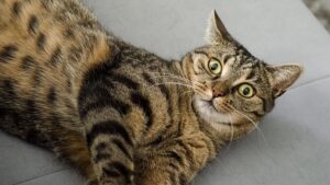 Cat Respiratory Rate: What’s Normal? (Vet Verified)