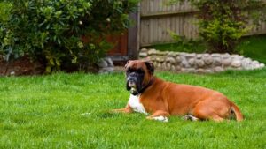 Heart Disease in Boxer Dogs: Signs & What to Watch (Vet Verified)