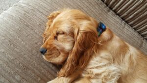 Resting Respiratory Rate Dog: What’s Normal & What’s Not (Vet Verified)
