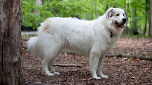 Degenerative Joint Disease in Dogs: What Owners Should Know (Vet Verified)