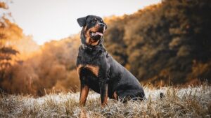Degenerative Joint Disease in Dogs: What Owners Should Know (Vet Verified)